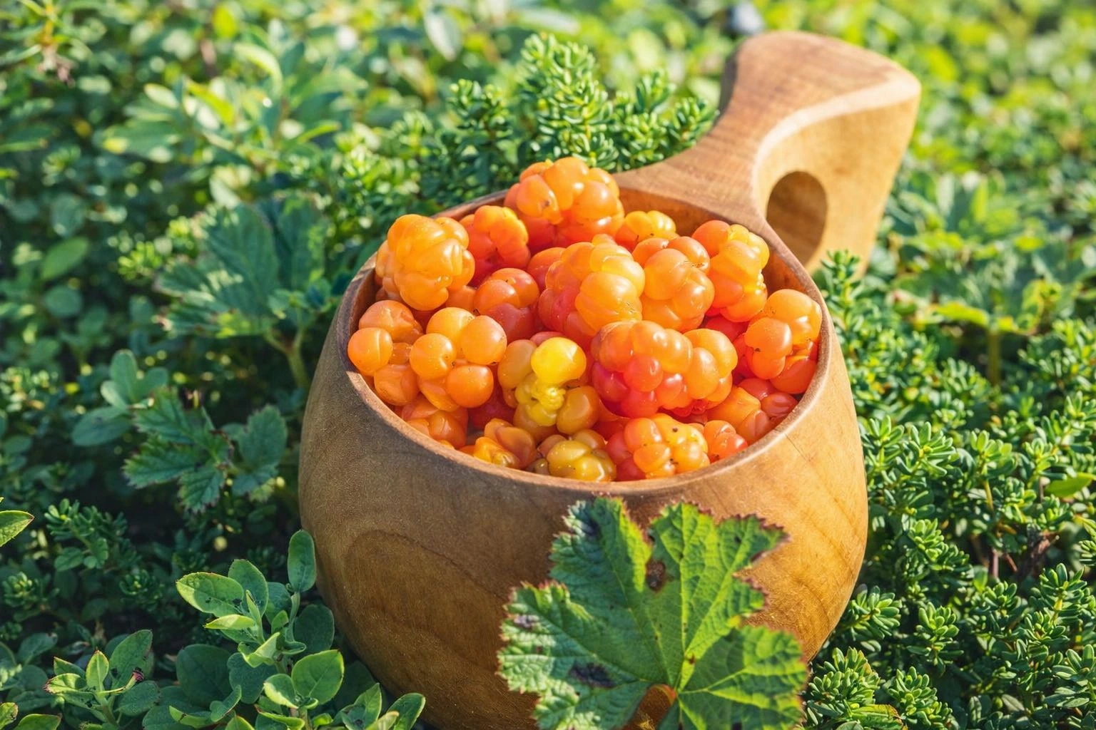 Cloudberry, Antioksidan Alami yang Bisa Bantu Jaga Skin Barrier Tetap ...